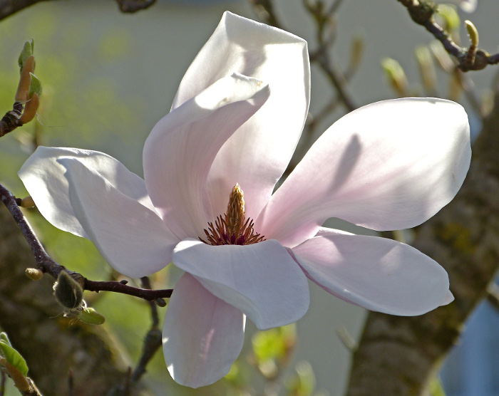 Magnolientraum – Magnolia Dream – creatologyblog